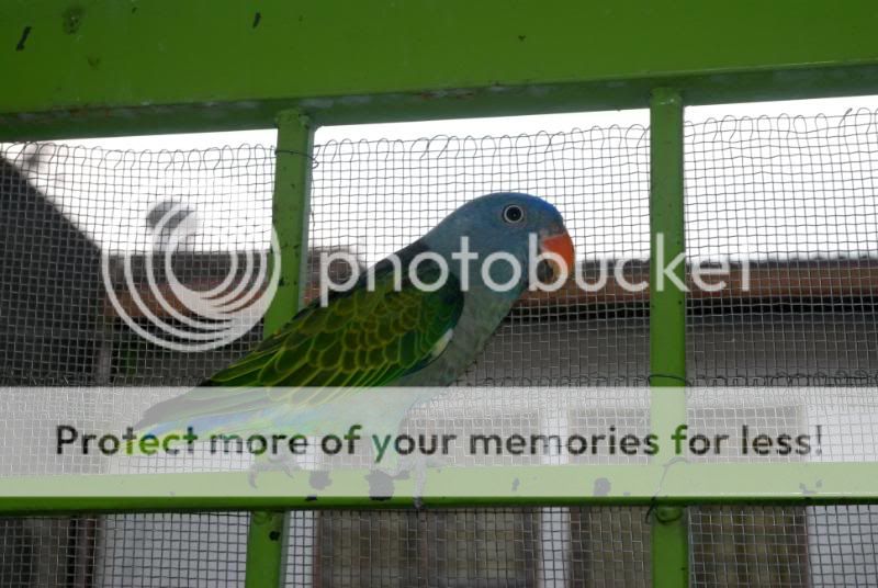 Malaysian parrots. | Parrot Forum 🦜 Parrot Owners Community