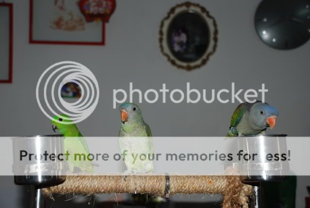 Malaysian parrots. | Parrot Forum 🦜 Parrot Owners Community