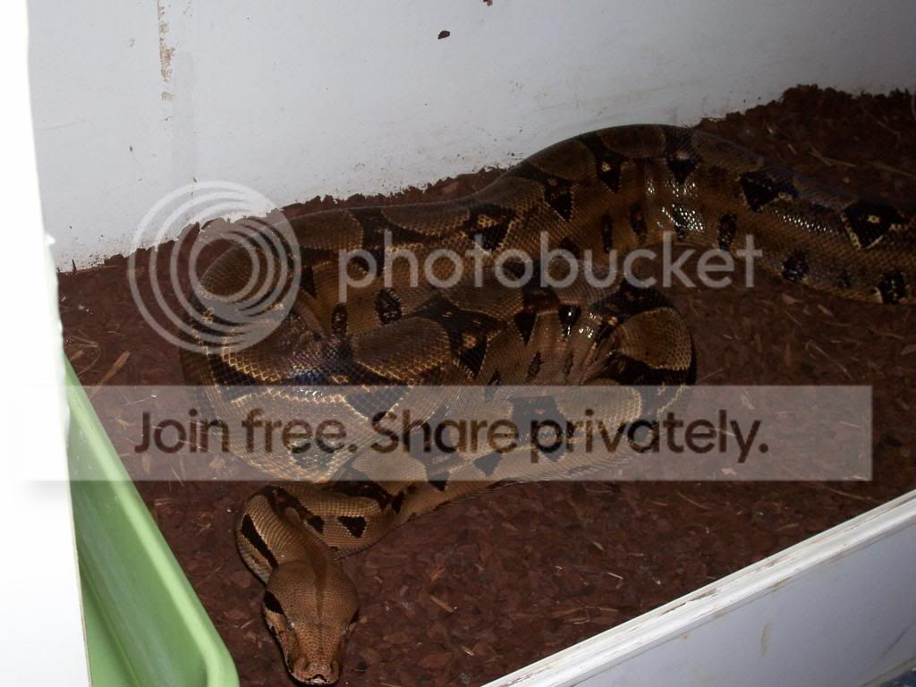 My Boa | Reptile Forums