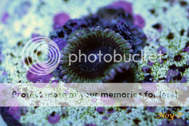 True yellow zoa???? | Reef2Reef