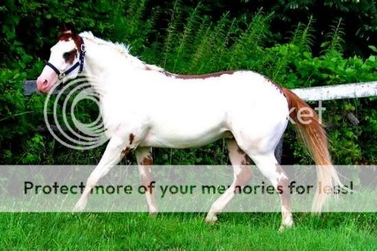 Palfrey - Alchetron, The Free Social Encyclopedia